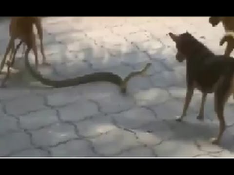 Dog vs Cobra Snake fight to death Most Amazing Wild Animals Attack ...