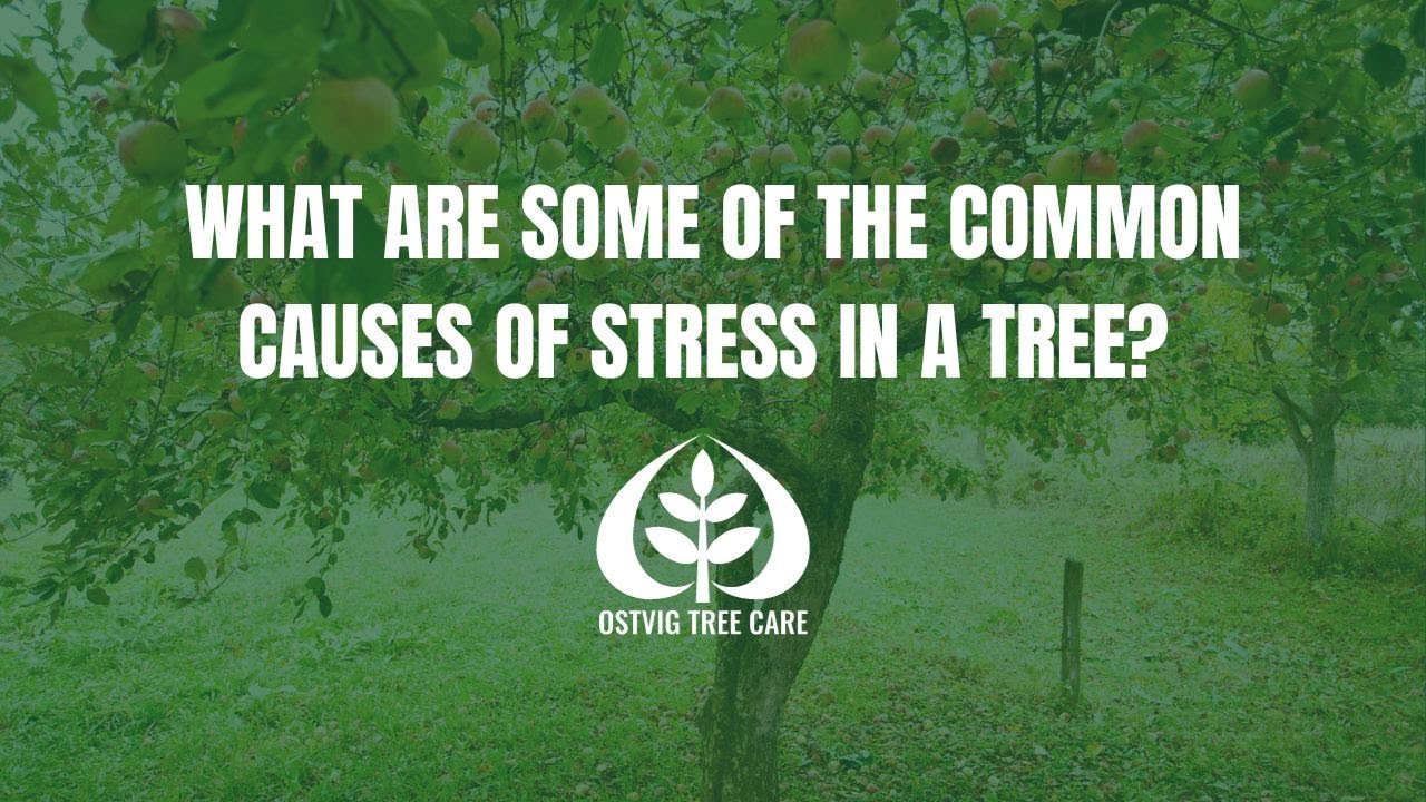 What are some of the common causes of stress in a tree? - Ostvig Tree Care