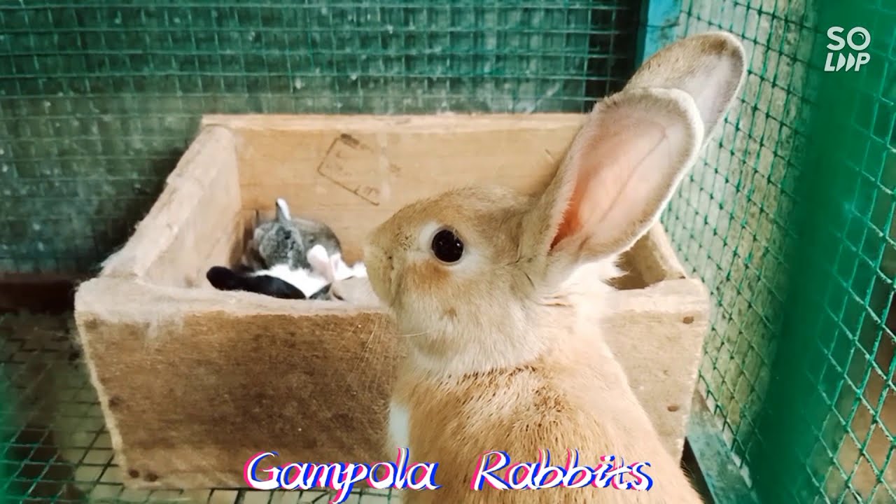 Rabbit farm sri lanka My rabbit farm that no one has ever seen|කිසිවෙකු ...