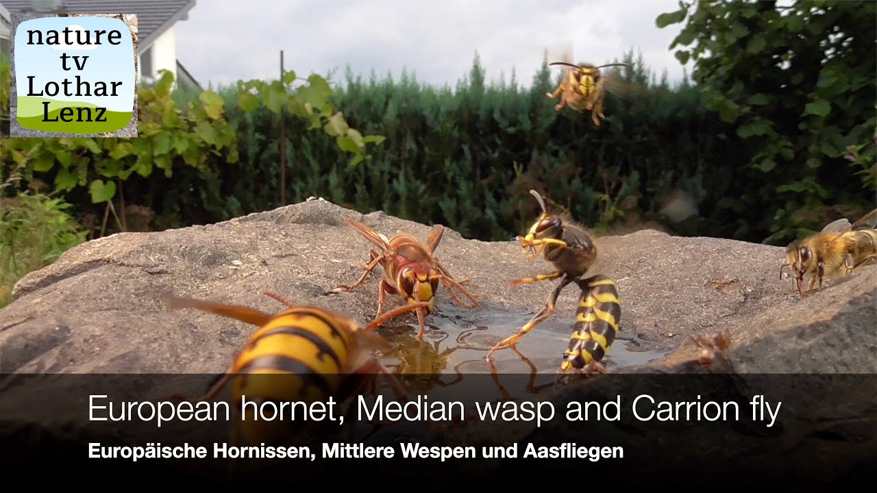 European hornet, Median wasp, Honeybees and carrion flys. - YouTube