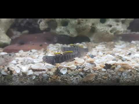 Mugilogobius littoralis BEACHROCK Mangrove goby - YouTube