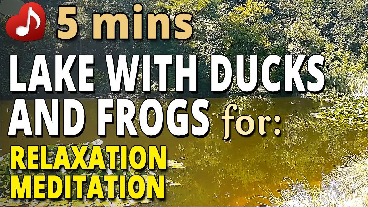 🎧 Lake with Ducks and Frogs – 5 minutes – for relaxation and meditation ...