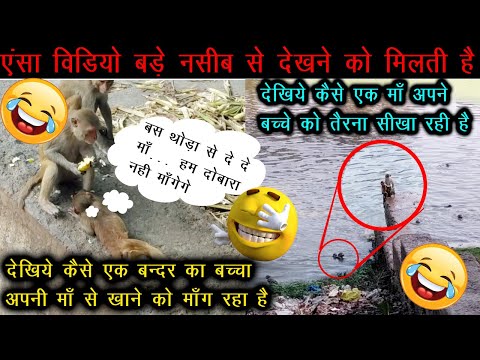 🐒🐒बंदरों के ये seance बड़े नसीब से देखने को मिलती है। 🐵🐵monkey funny ...