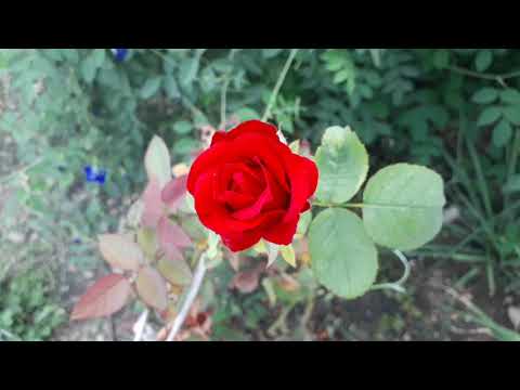 Red Rose || Beautiful Rose || ரோஜா பூ 🌹|| WhatsApp Status