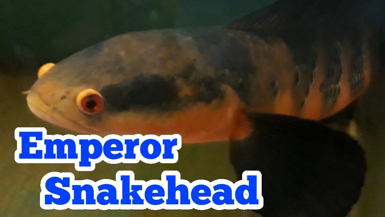 Emperor Snakehead (Ikan Maru) - YouTube