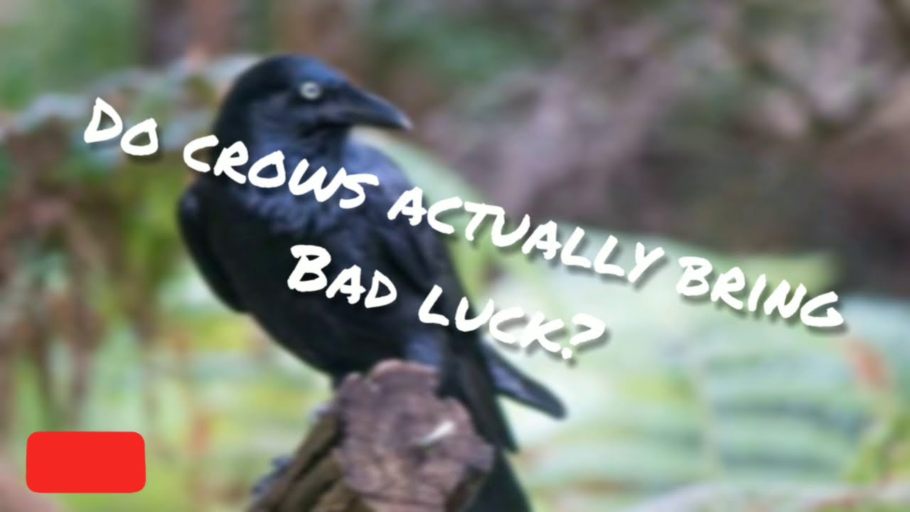 Controversies about a crow. Are they really bringer of bad luck ? # ...