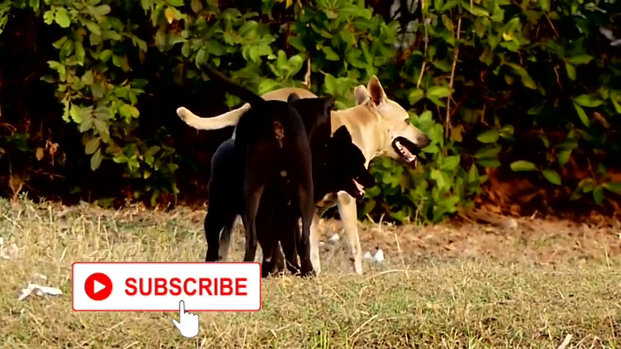 Awesome Rural Dogs !! Dog Meeting for the Summer Season in Village ...