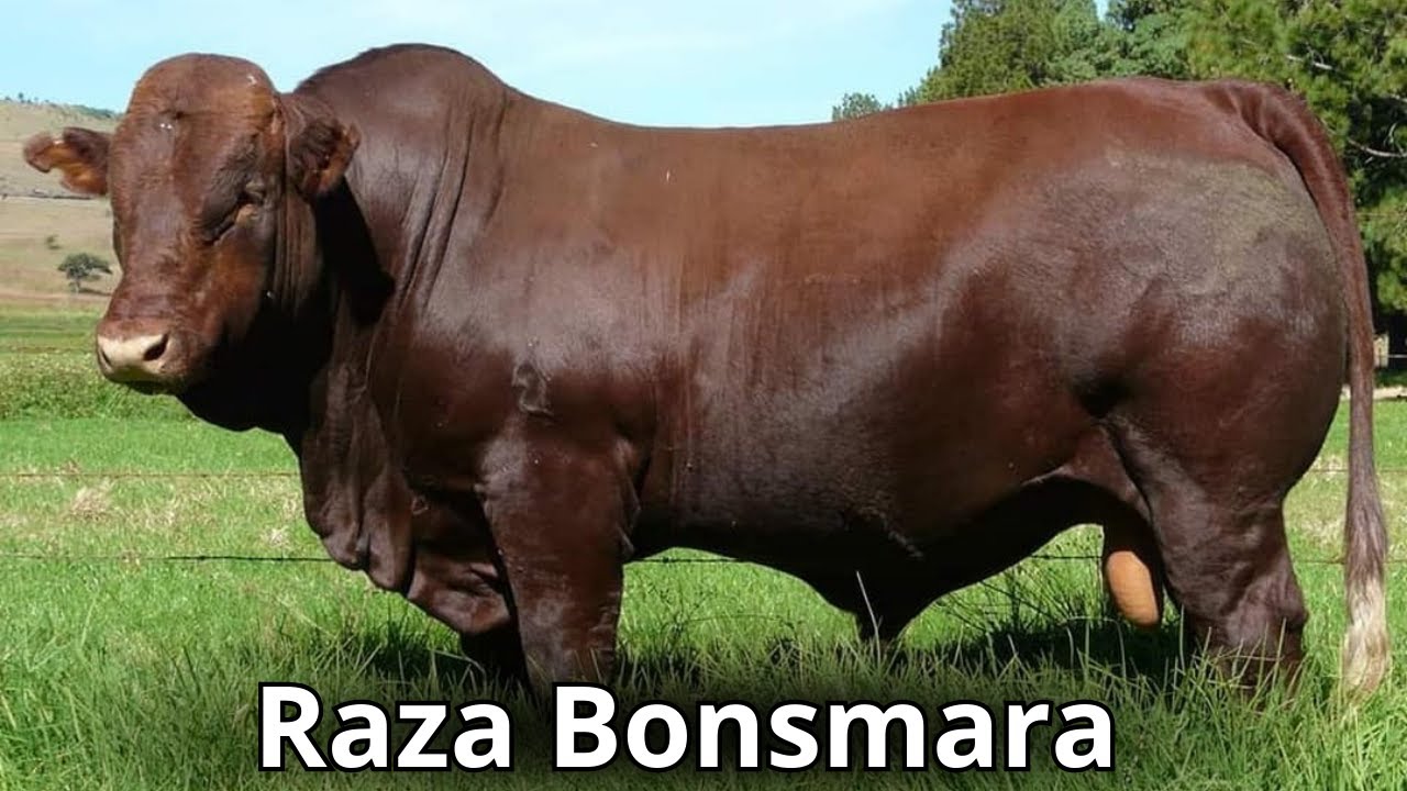 Raza de ganado Bonsmara: Hechos, usos, orígenes y características ...
