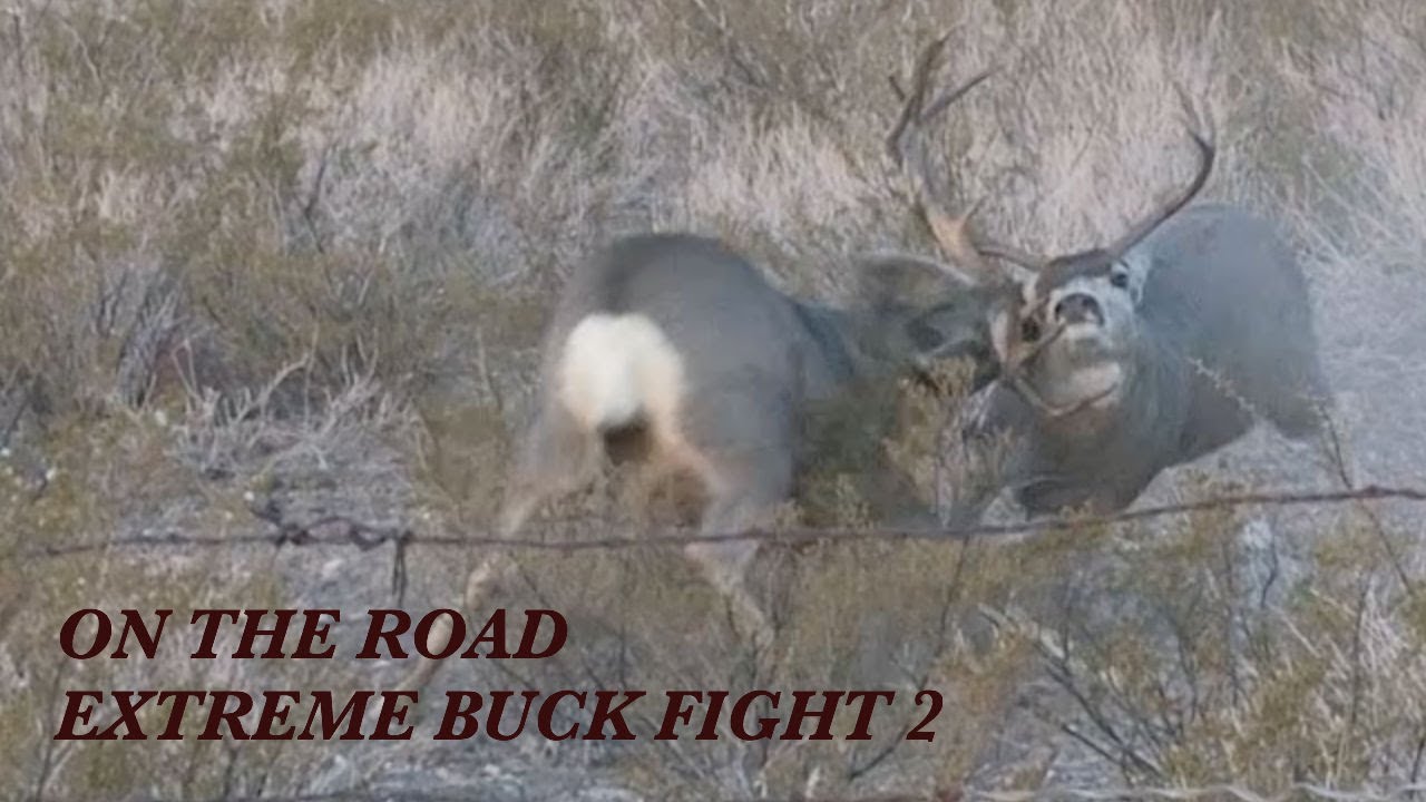 Extreme Buck Fight 2 "On the Road" - YouTube