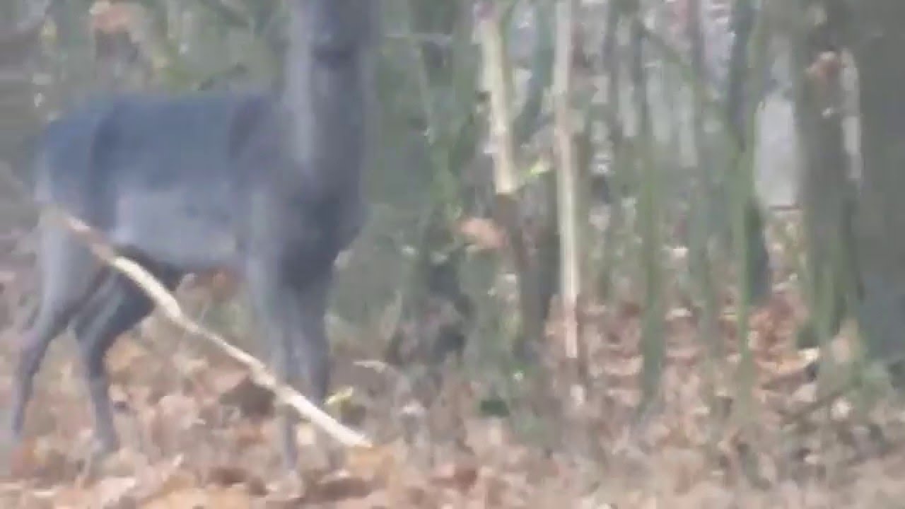 Czarny Daniel (Dama dama) - YouTube