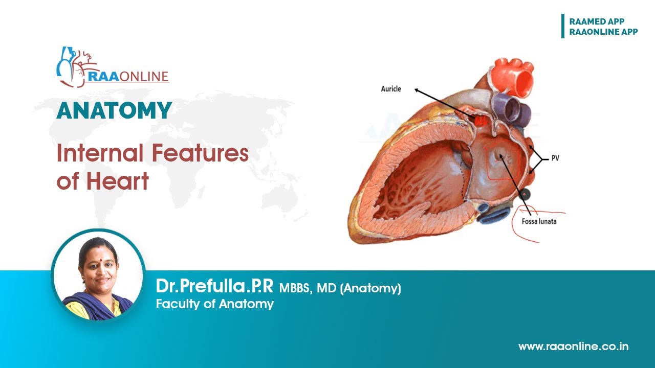 Internal Features of Heart - YouTube