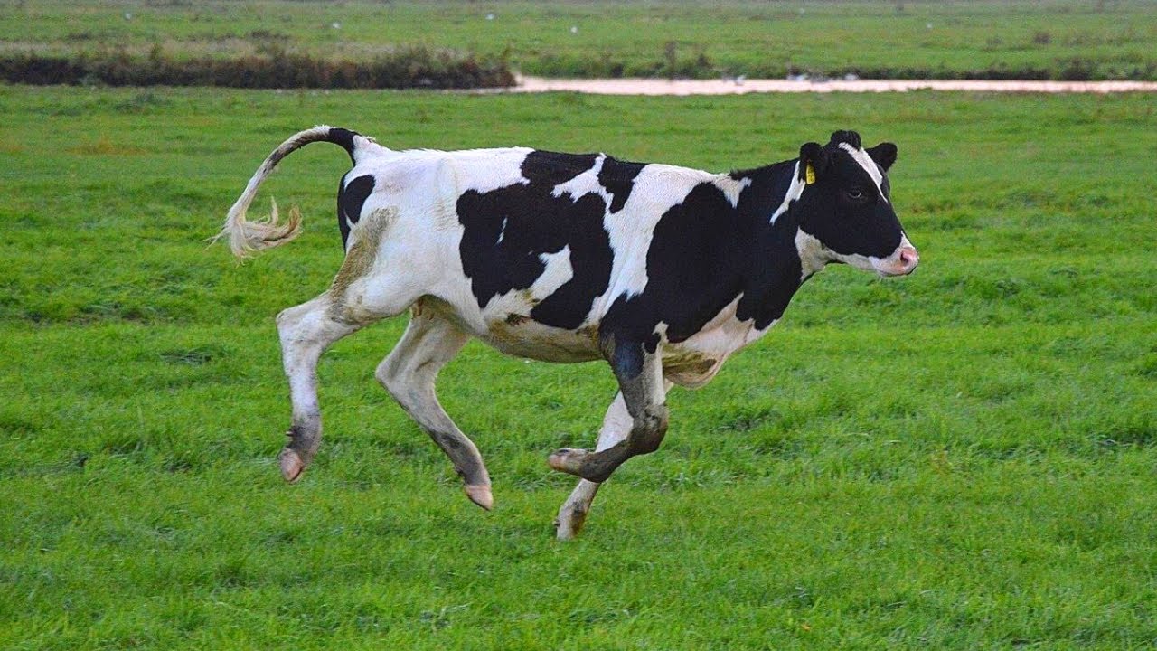 BULLS RUNNING AND JUMPING PLAYFULLY 🐮 COW VIDEO 🐮 - YouTube