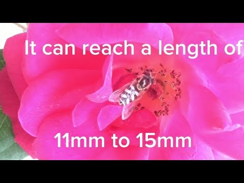 Insect on Rose | insects pollination | Information World | Insects Love ...