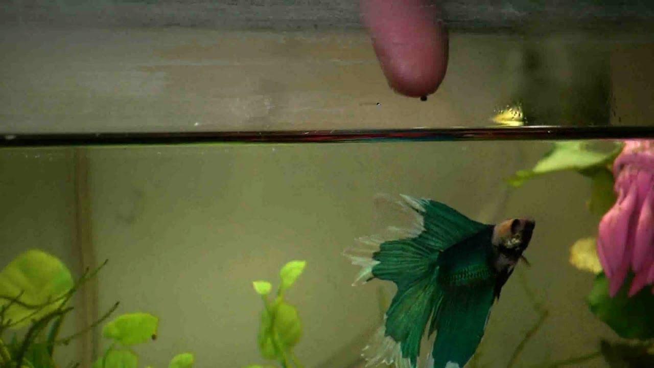 Jumping Betta Fish - YouTube