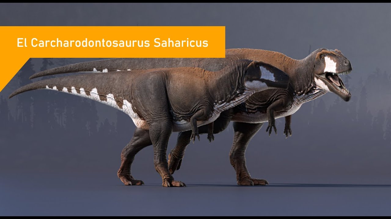 El Carcharodontosaurus Saharicus | Documentales - YouTube