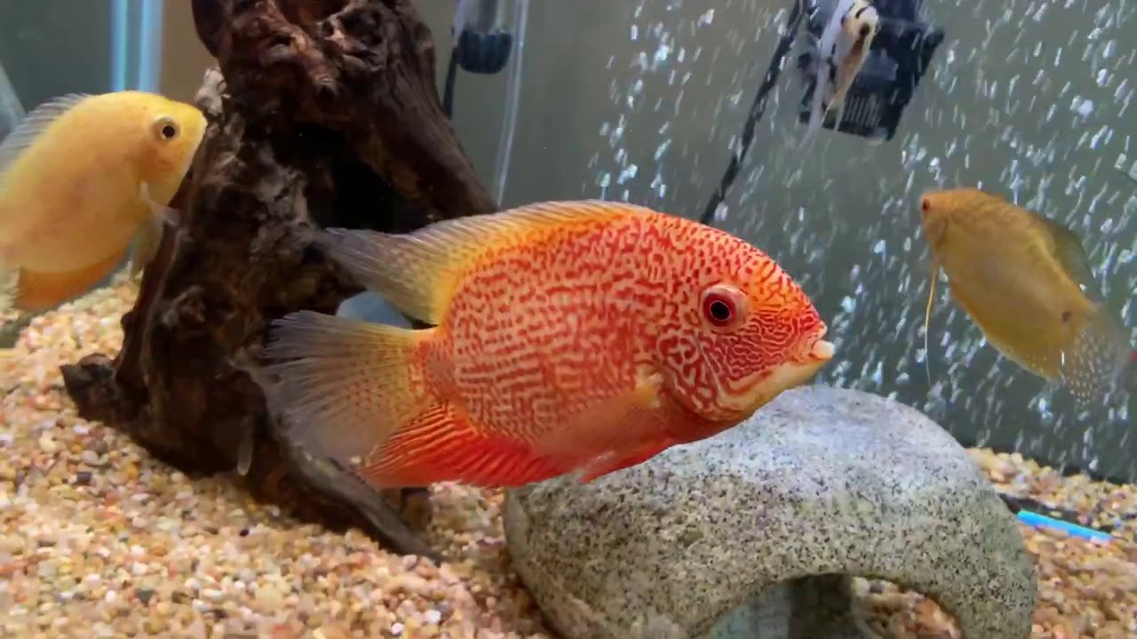 Fish Family: Green, Gold, & Red Spotted Severums - YouTube