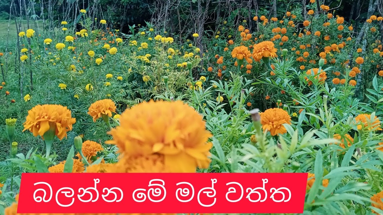 Dahaspetiya Flowers - YouTube