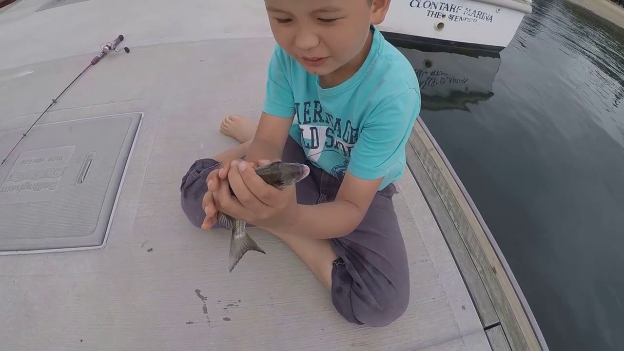 Small Bream in Sydney - YouTube