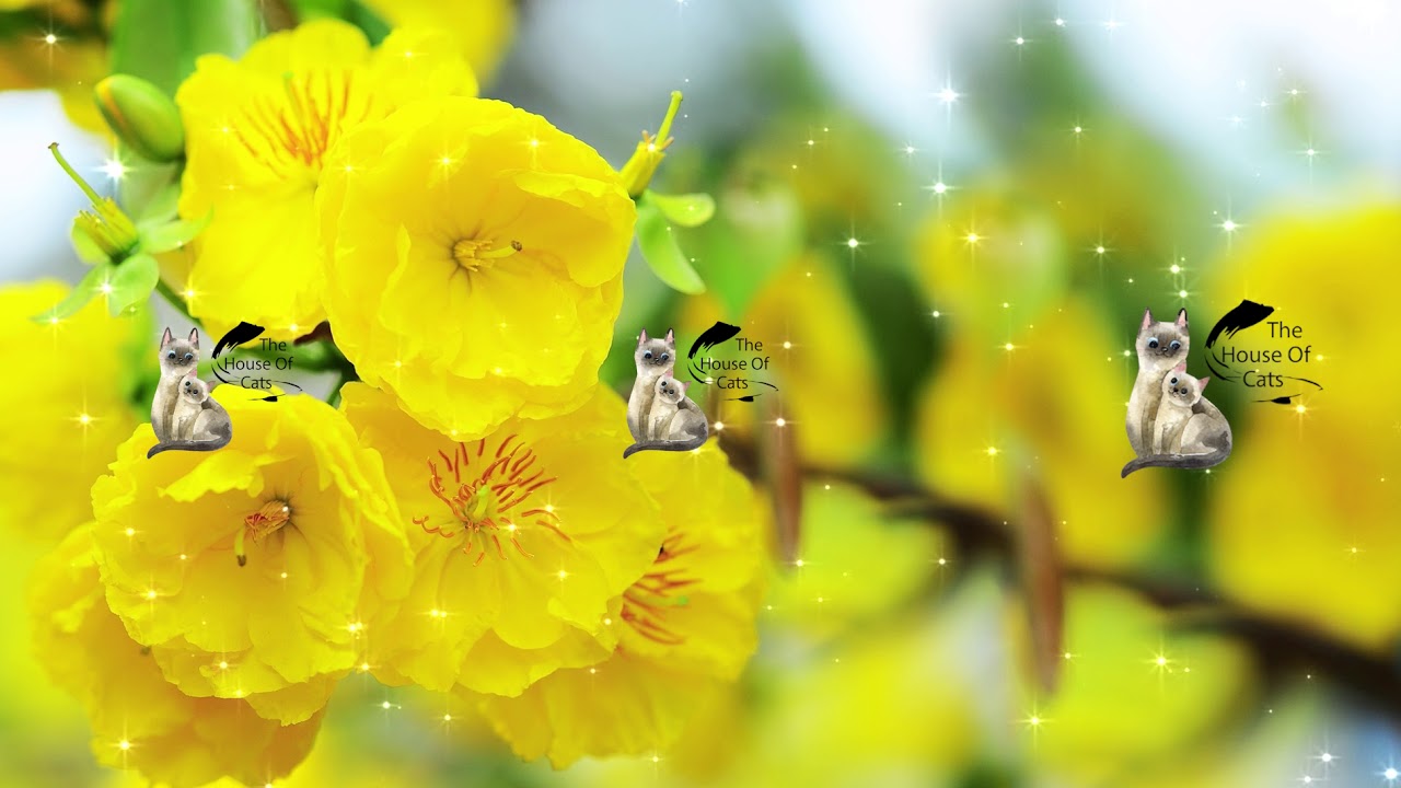 background mùa xuân 2 - YouTube