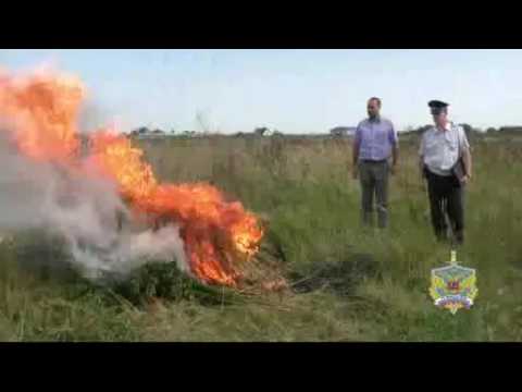 Около гектара дикорастущей конопли сожгли в Коломенском районе