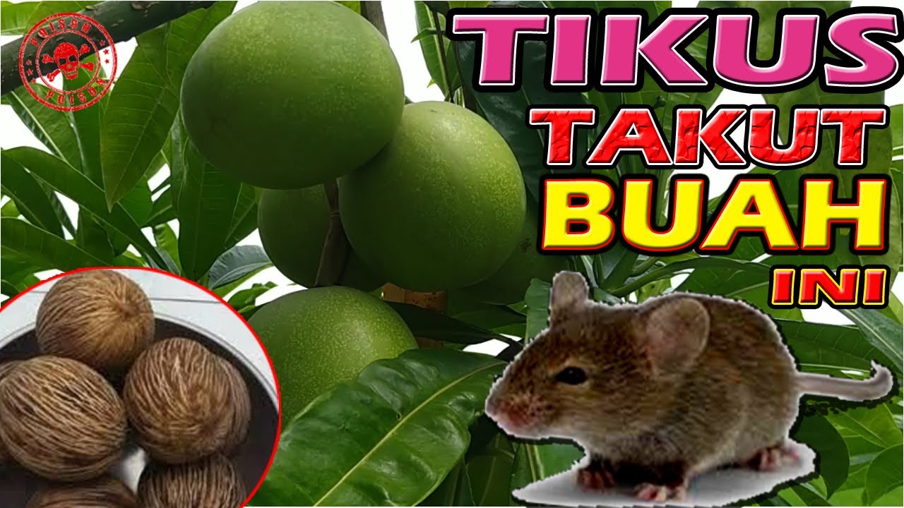 BUAH BINTARO AMPUH MENGUSIR TIKUS - YouTube