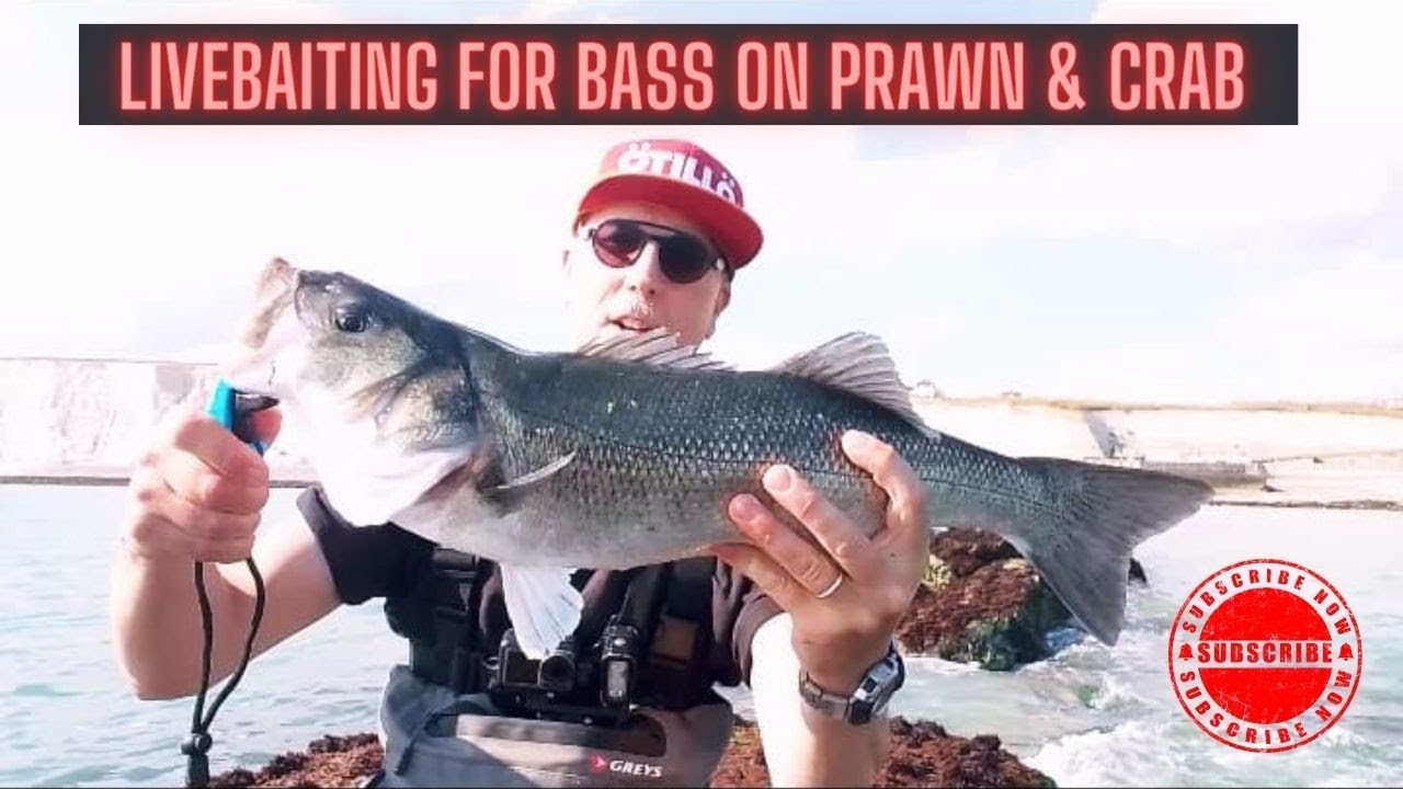 LIVEBAITING FOR BASS ON CRAB & PRAWN - UK BASS FISHING - UK SEA FISHING ...
