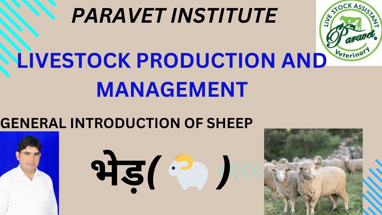 Video-16 भेड़( 🐑 ) By- Dr. G.P. SHARMA PARAVET INSTITUTE - YouTube