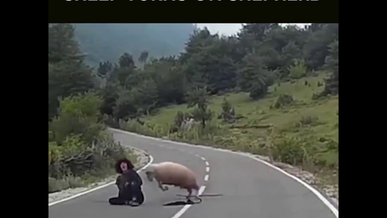 MAN VS SHEEP - YouTube