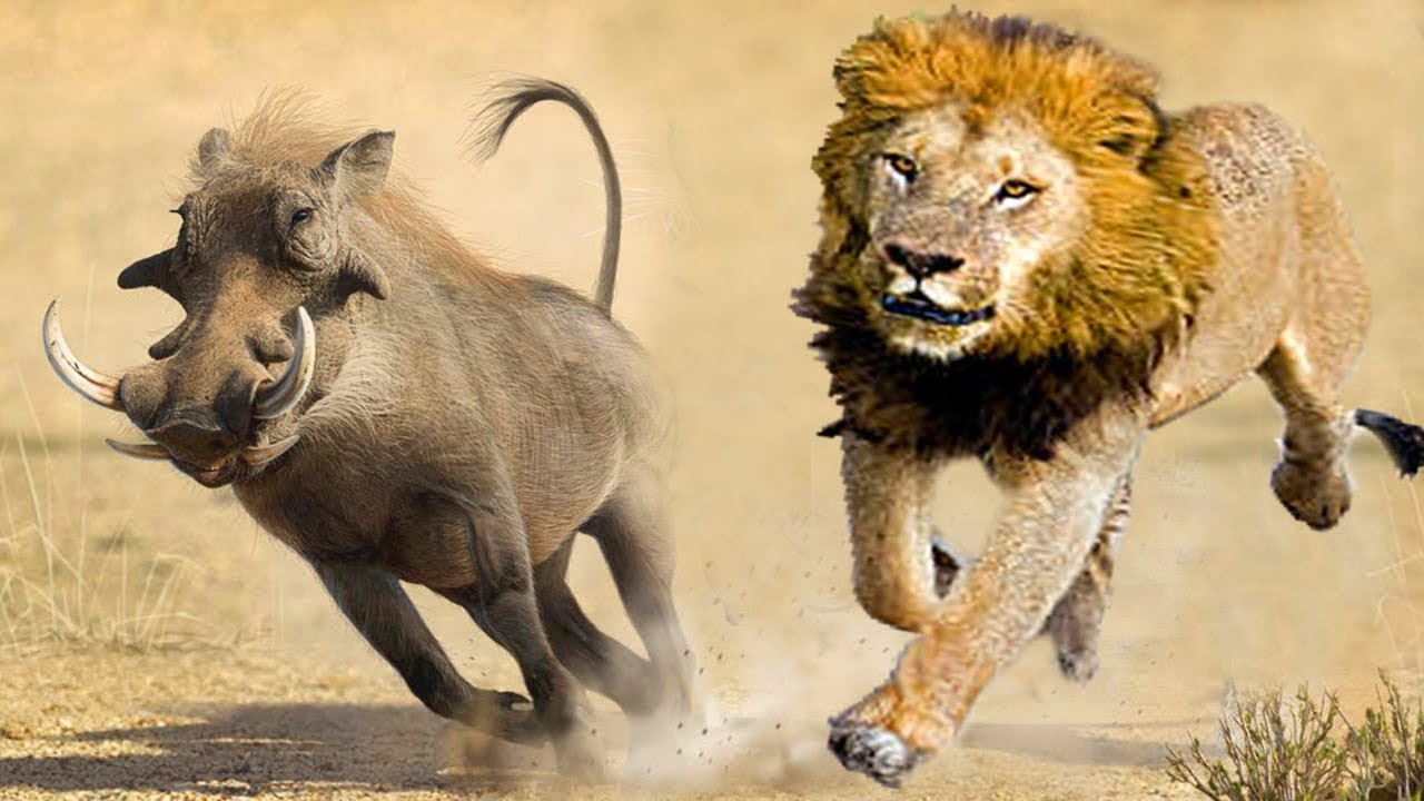 Animaux Sauvages || Lion attaquent Phacochère et la fin - YouTube