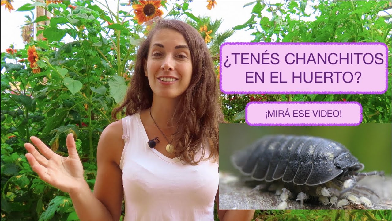 Los CHANCHITOS DE TIERRA no son plagas - YouTube