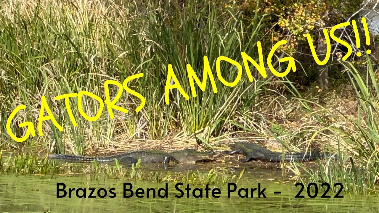 Gators Among us! | Brazos Bend State Park | 2022 - YouTube
