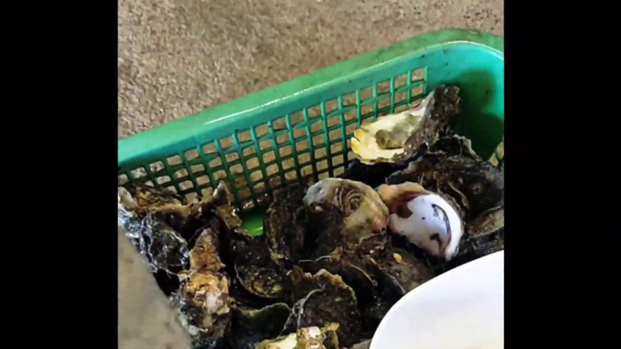 Paano buksan ang shell ng talaba - YouTube