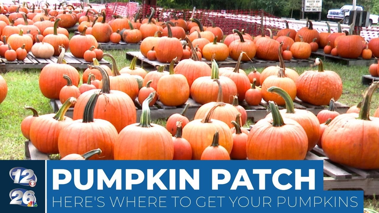 Here’s where to find your perfect pumpkins for the fall season - YouTube