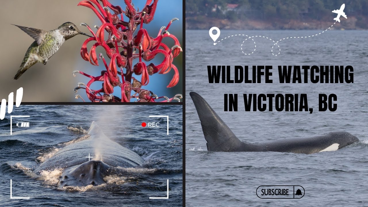 WILDLIFE WATCHING IN VICTORIA, BC | HUMPBACK WHALES | TRANSIENT ORCA ...