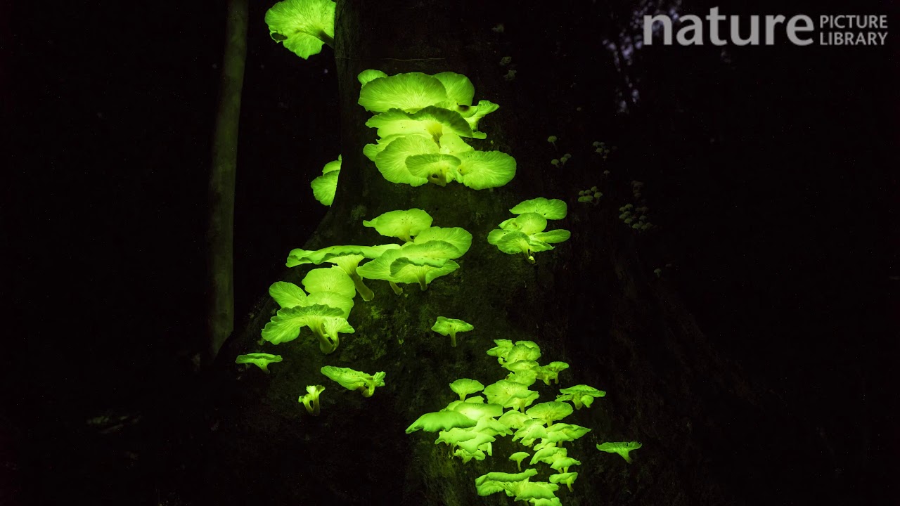 Timelapse from day to night of bioluminescent fungi on a tree trunk ...