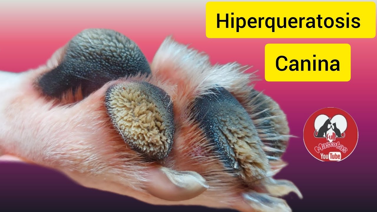 Qué es Hiperqueratosis Canina?,remedios caseros 🐾 - YouTube