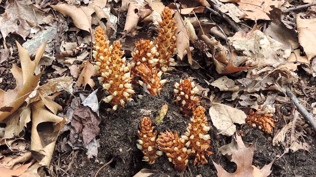 Bear Corn (Conopholis americana) — Not Your Typical Plant, with Adam ...