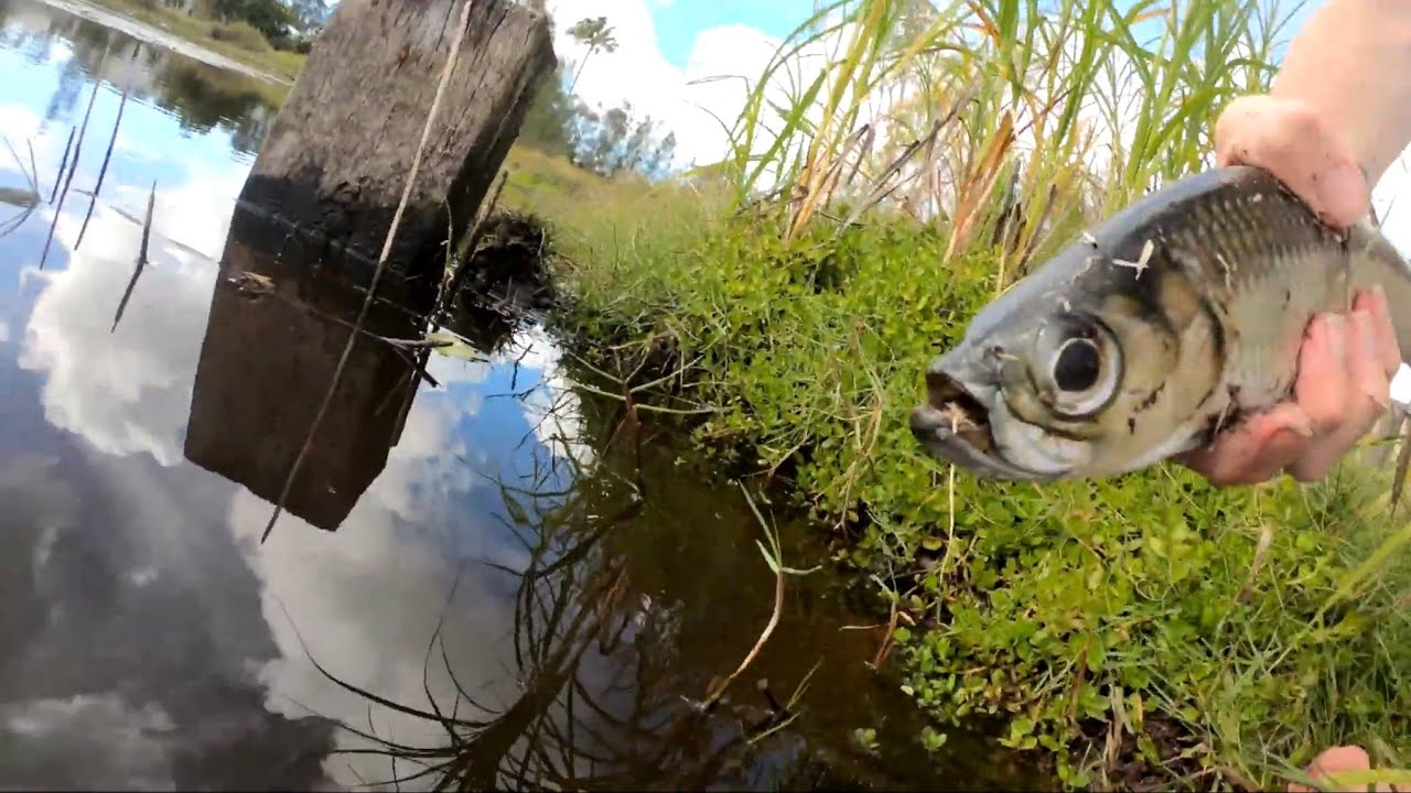 Freshwater Tarpon flicking and GIANT long neck turtle encounter - (Ep ...