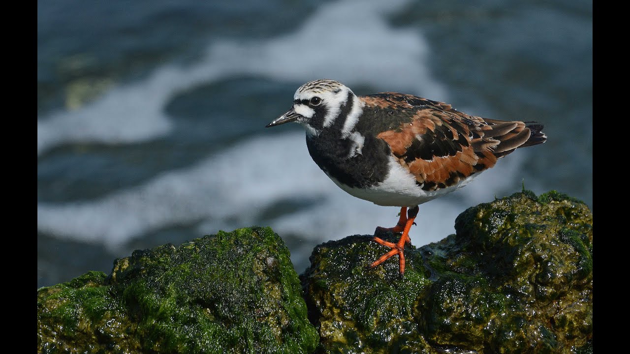 Dutch coastal birds - YouTube