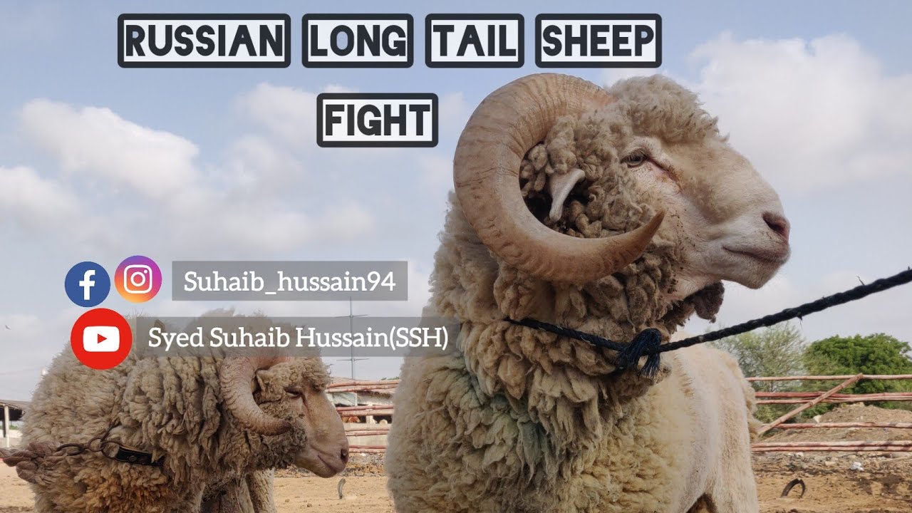 Russian Long Tail Sheep #Russianlongtail #sheepfarming # ...