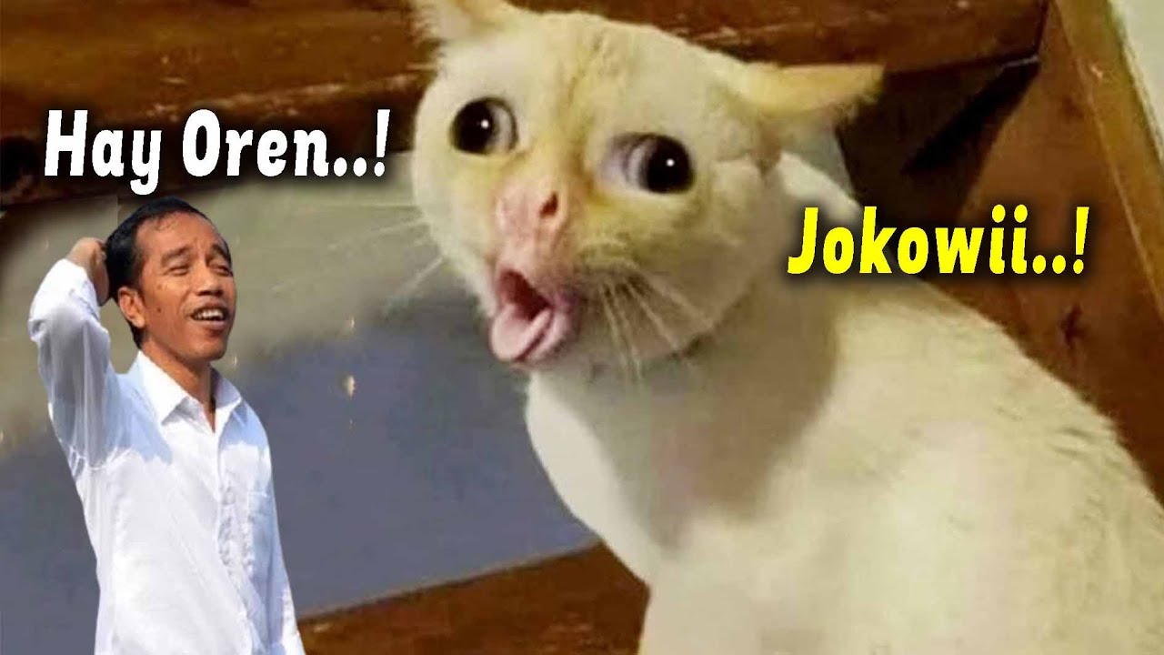 LUCU VIRAL..! Kucing Bisa Ngomong Jokowi & Agus Bikin Ngakak ~ Video ...