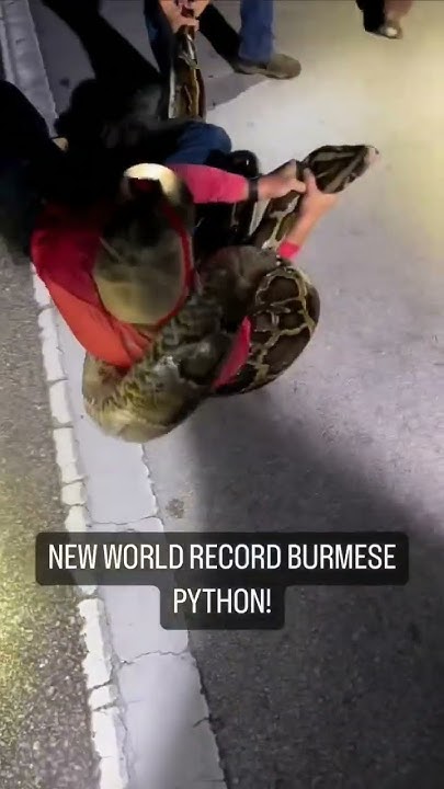 Burmese Python - YouTube