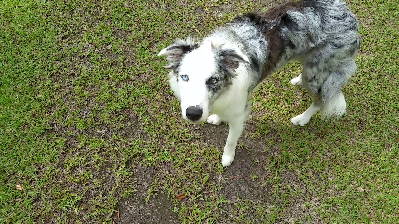 Dog Tricks - Fun Dog Tricks With Mr Biscuit the Border Collie - YouTube