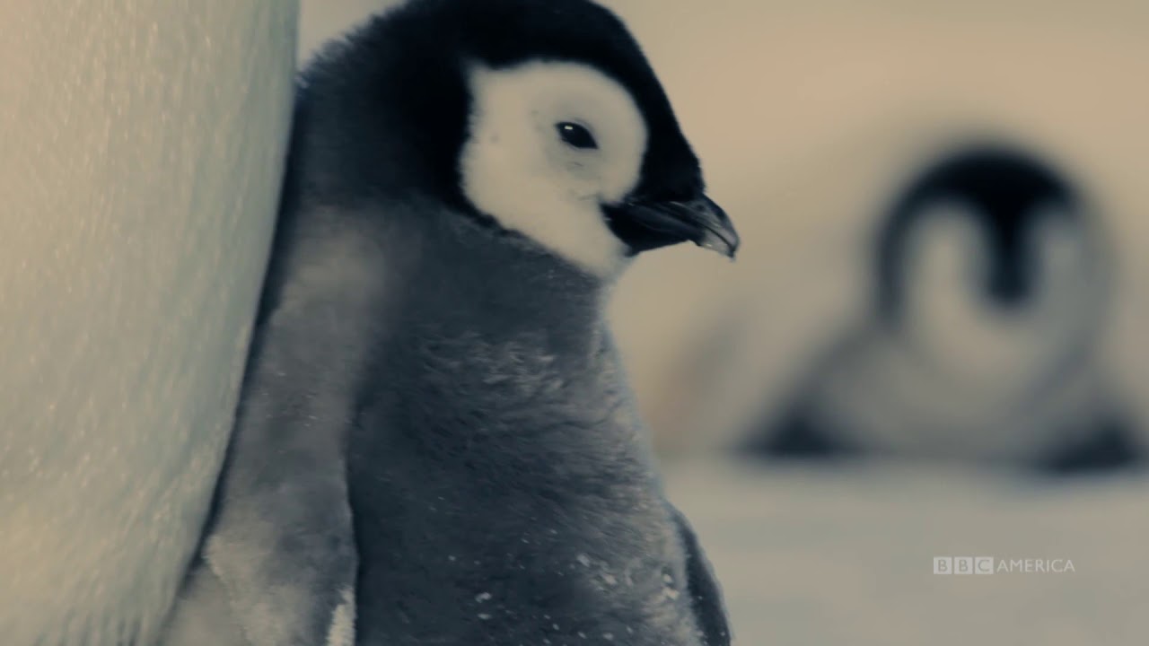 Growing Up Penguin | Dynasties Saturdays at 9pm | BBC America - YouTube