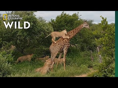 Rare Video Shows Lion Pride Try to Slay a Full-Grown Giraffe | Nat Geo Wild