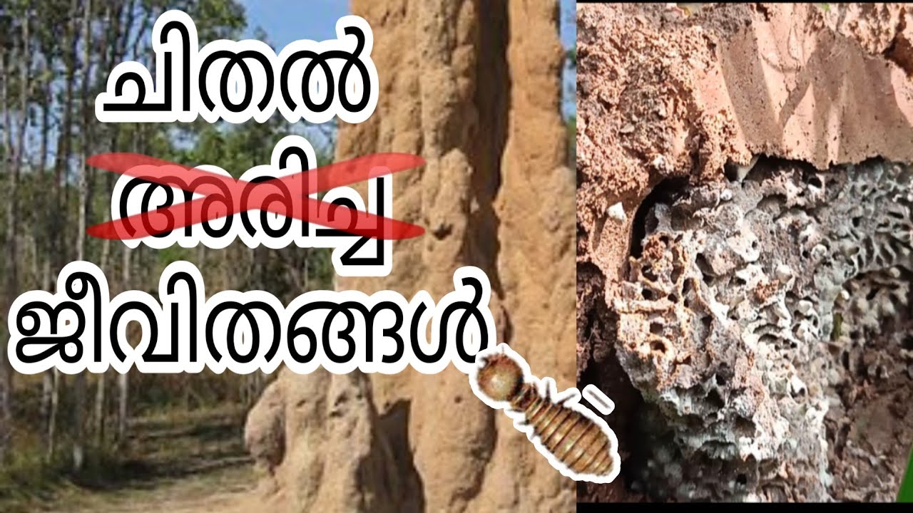 Termites life cycle /chithalukal/ചിതൽ ജീവിതം - YouTube