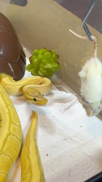 Banana Pinstripe Royal / Ball Python | #strike #short ⚡️ (21.09.24 ...