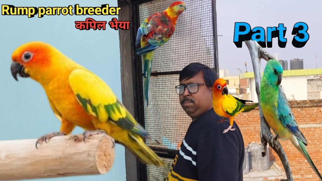 Rump parrot breeder and sun kannur breeder kapil bhaiya setup visit ...