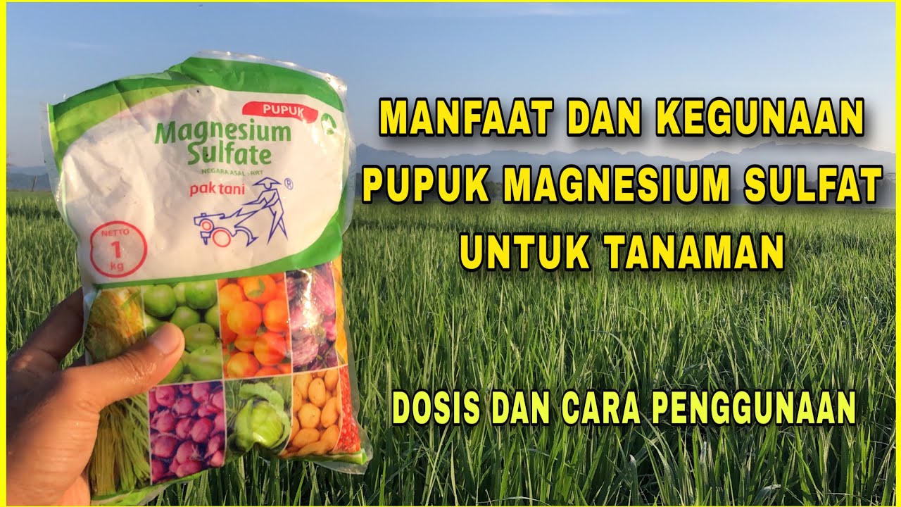 Manfaat Dan Dosis Pupuk Magnesium Sulfat Untuk Tanaman - YouTube