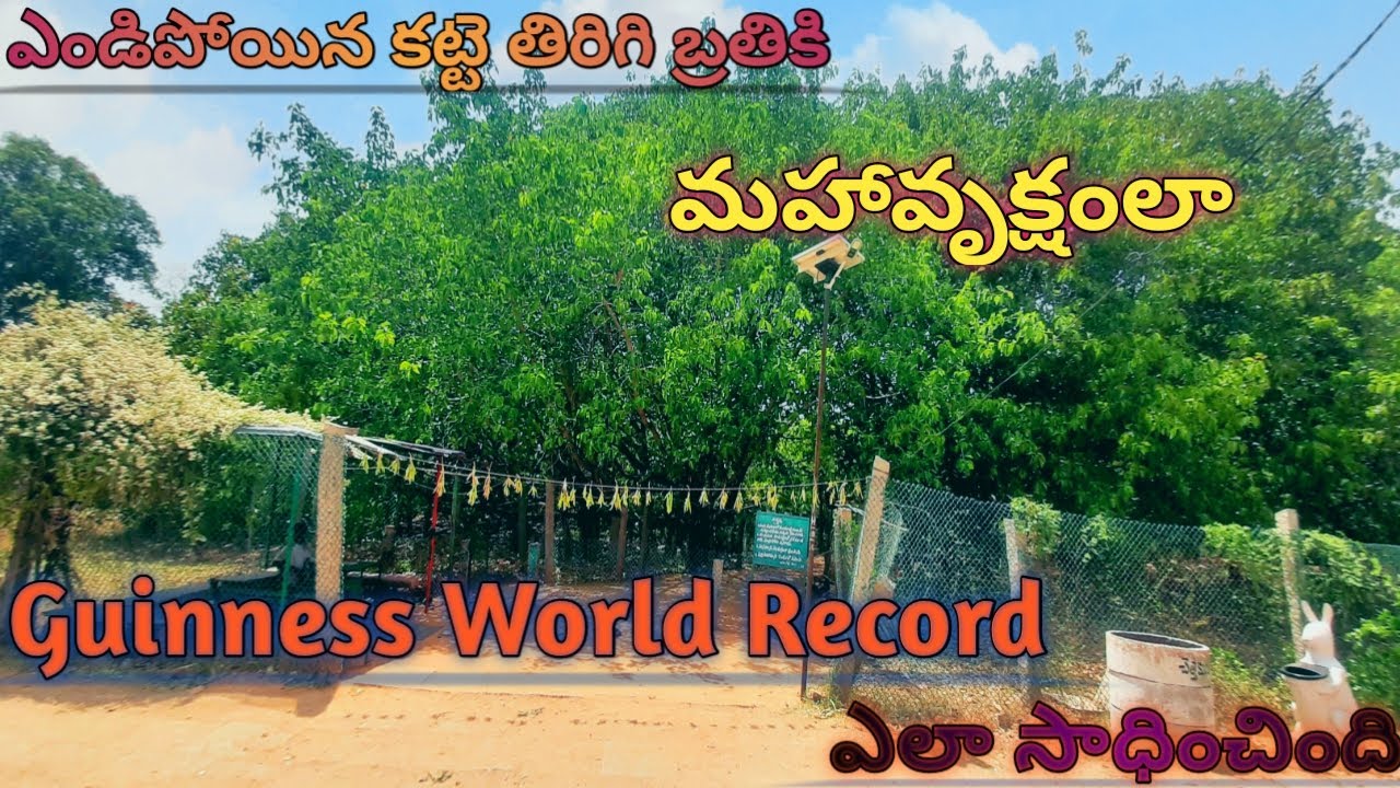 Thimmamma Marrimanu / World Biggest Banyan Tree #SubbuFromSivapuram ...